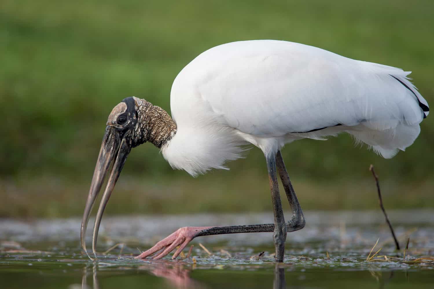 Rare Wood Stork Spotted in Wisconsin Thrills Birdwatchers - A-Z Animals