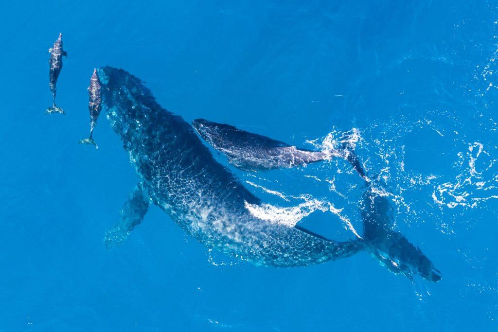 How Baby Whales Drink Mother's Milk - A-Z Animals