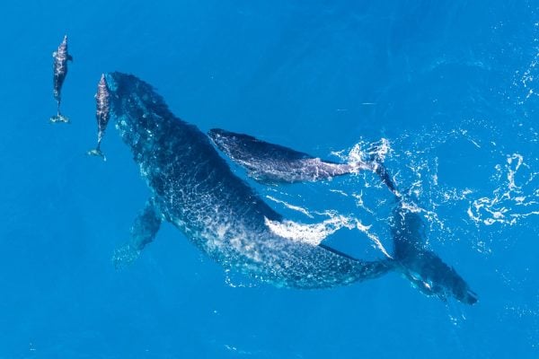Why Whales and Dolphins Love to Play Together - A-Z Animals