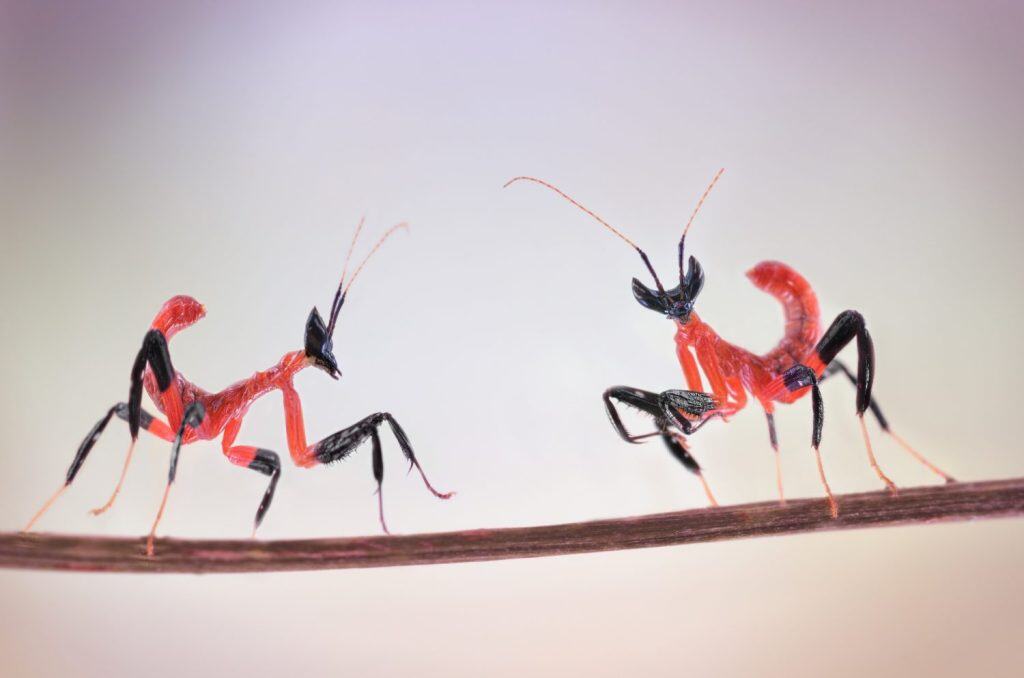 Orchid Mantis Chemical Tricks Help Lure Honeybees to Their Doom - A-Z ...