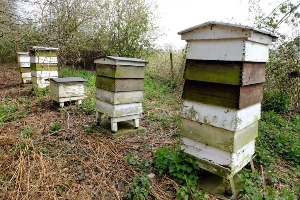 The 7 Types of Bee Hives Every Beekeeper Should Know - A-Z Animals