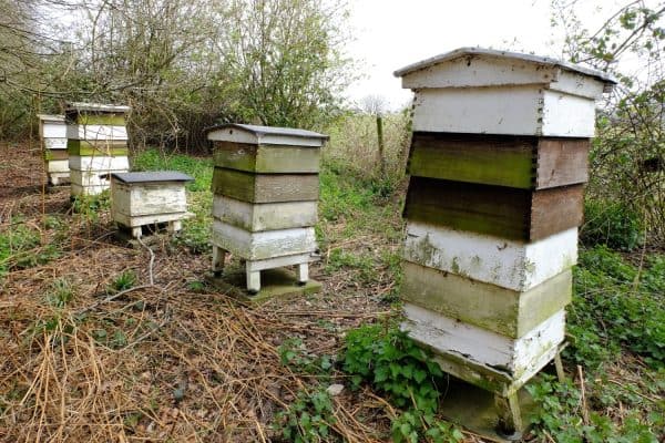 The 7 Types of Bee Hives Every Beekeeper Should Know - A-Z Animals