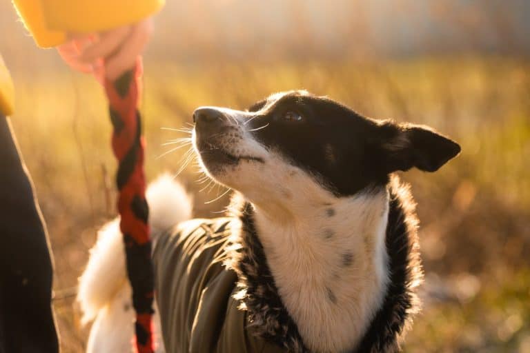 Basenji Mix Dog Breed Complete Guide - A-Z Animals