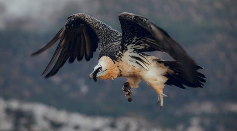 These Birds Fly Higher Than All the Rest - A-Z Animals