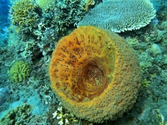 Newly Found Death Ball Sponge Reveals a Hidden World of Deep-Sea ...