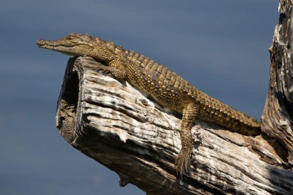 Can Crocodiles Climb Trees? - A-Z Animals