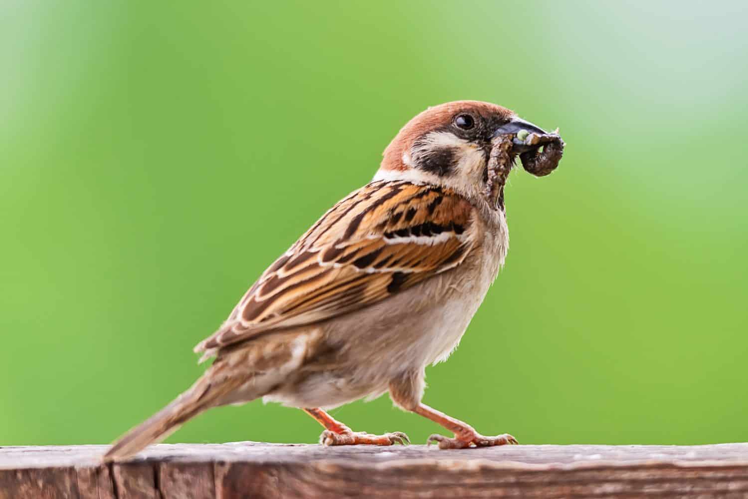 House Sparrow (English Sparrow) Bird Facts - Passer domesticus - A-Z ...