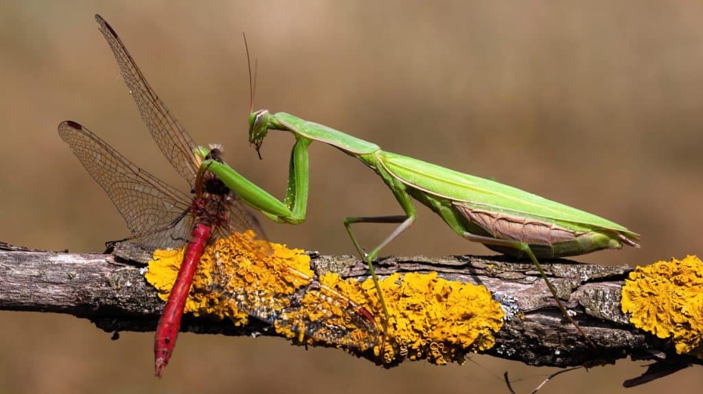 The Deadly Parasite That Forces Praying Mantises to Drown - A-Z Animals