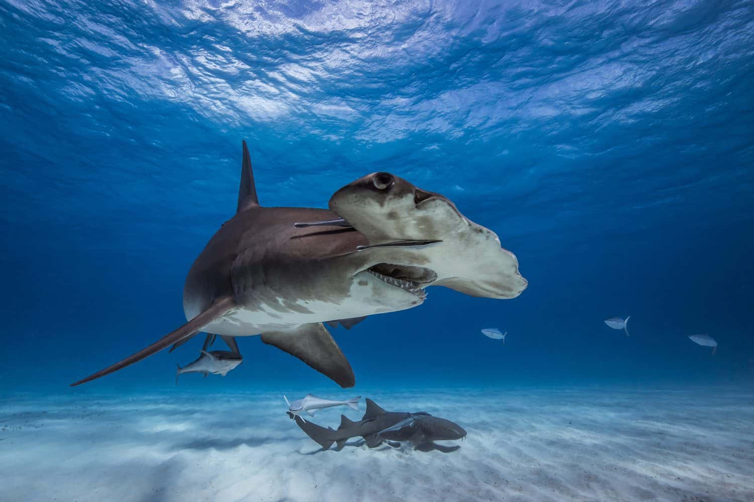 Are You Unknowingly Eating Endangered Shark Meat? - A-Z Animals