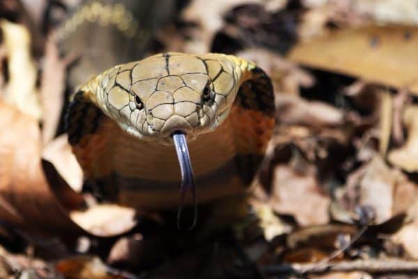 Why Snakebite Risk Is Surging in a Warming World - A-Z Animals