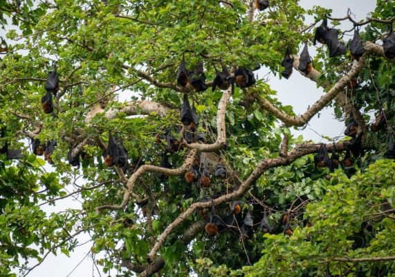 Which Megabat Rules the Skies? Meet the Largest Bats on Earth - A-Z Animals