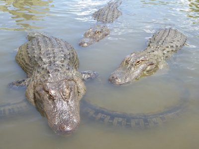 Are There Alligators in the Mississippi River? - A-Z Animals