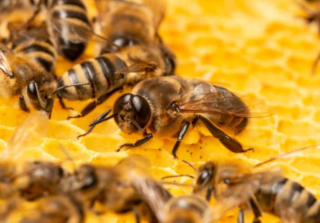 How Bees Divide Work to Keep Their Colonies Alive - A-Z Animals