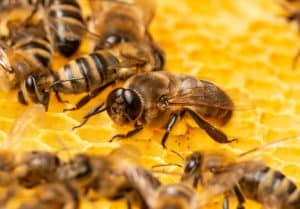How Bees Divide Work to Keep Their Colonies Alive - A-Z Animals