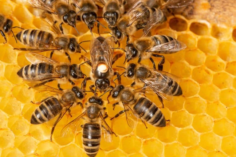 How Bees Divide Work to Keep Their Colonies Alive - A-Z Animals
