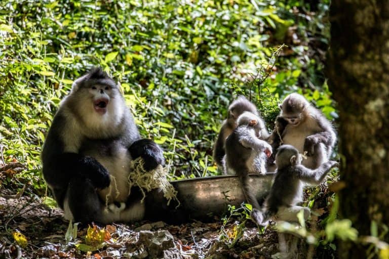 These Primates Have the Longest Tails - A-Z Animals