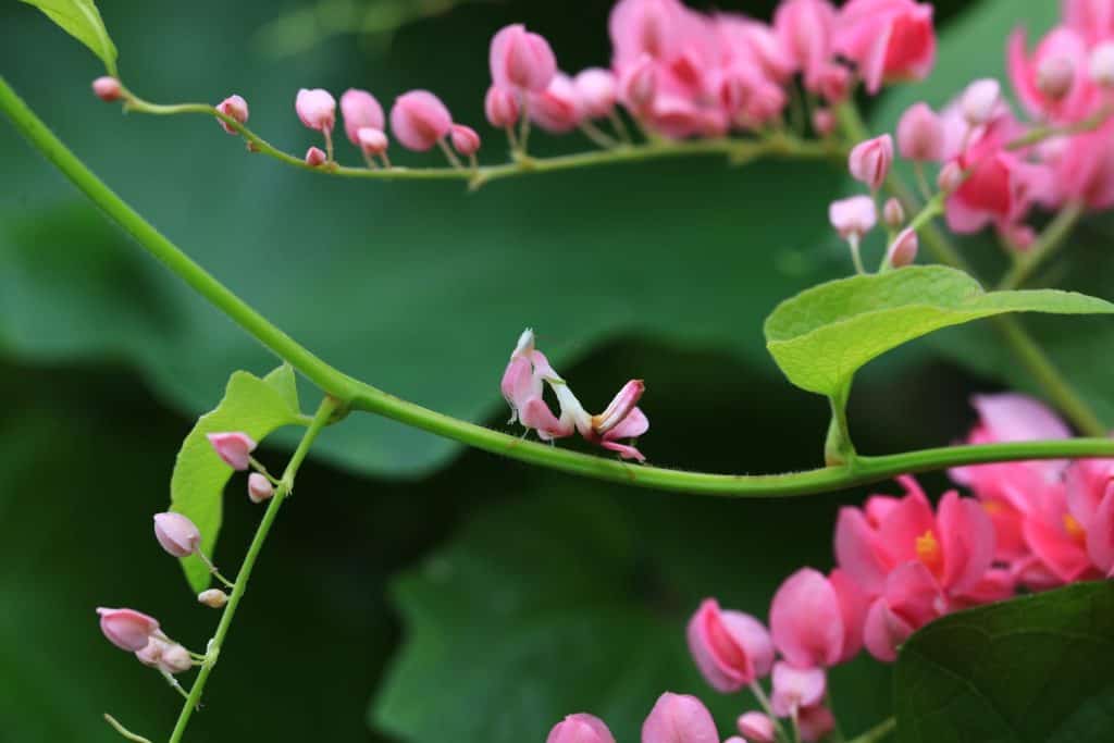 Orchid Mantis Chemical Tricks Help Lure Honeybees to Their Doom - A-Z ...
