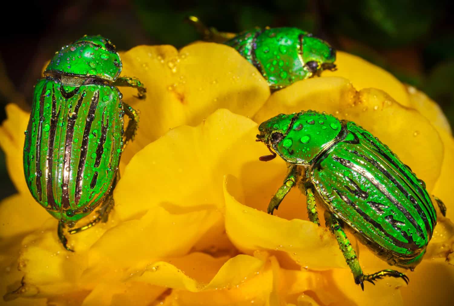 The Beetle That Inspired Scientists to Build Better Mirrors - A-Z Animals