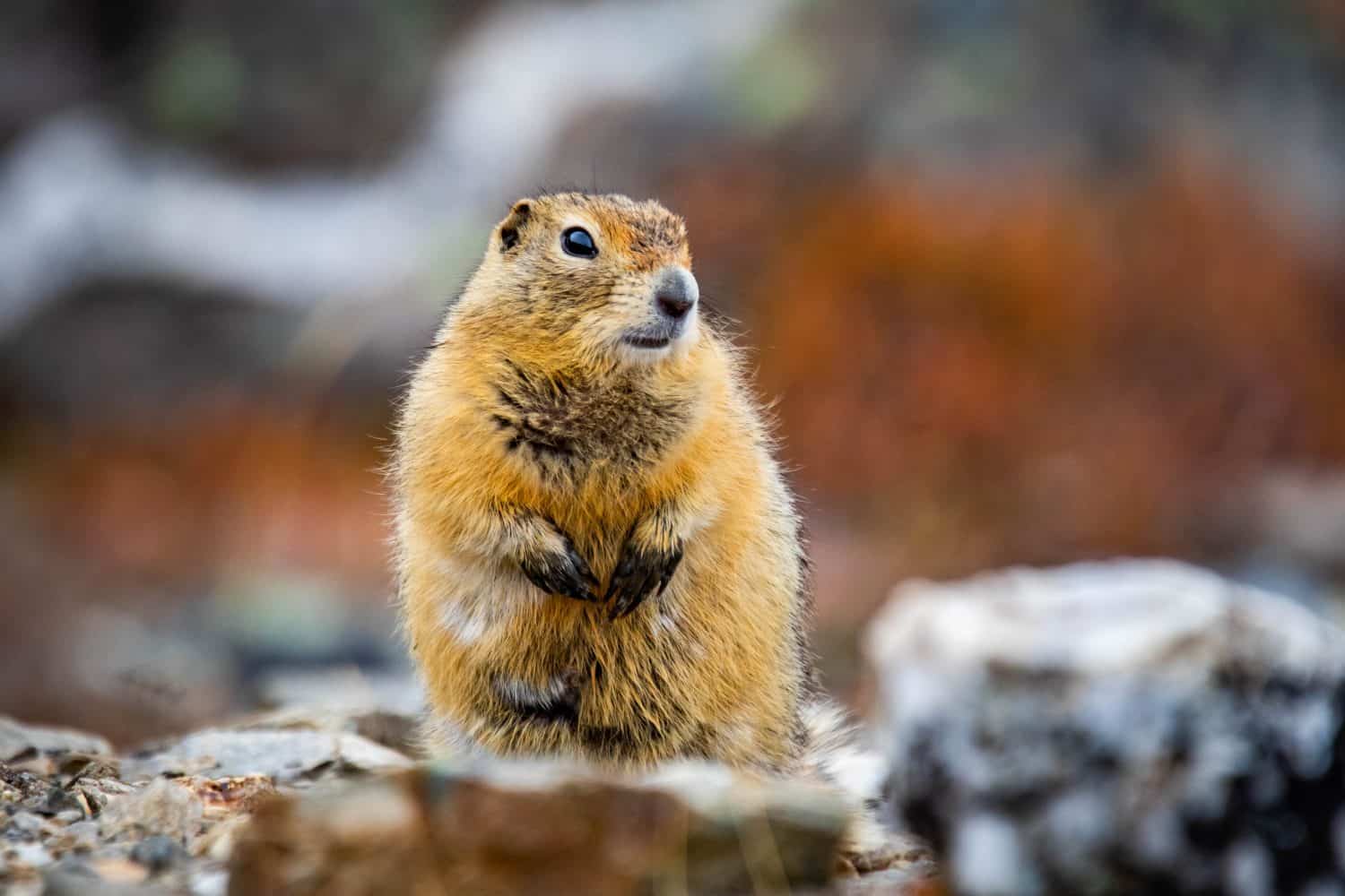 Animals of Denali National Park, from Arctic Ground Squirrels to Lynx ...