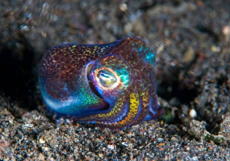 This Tiny Squid Uses Camouflage and Light to Become Practically ...