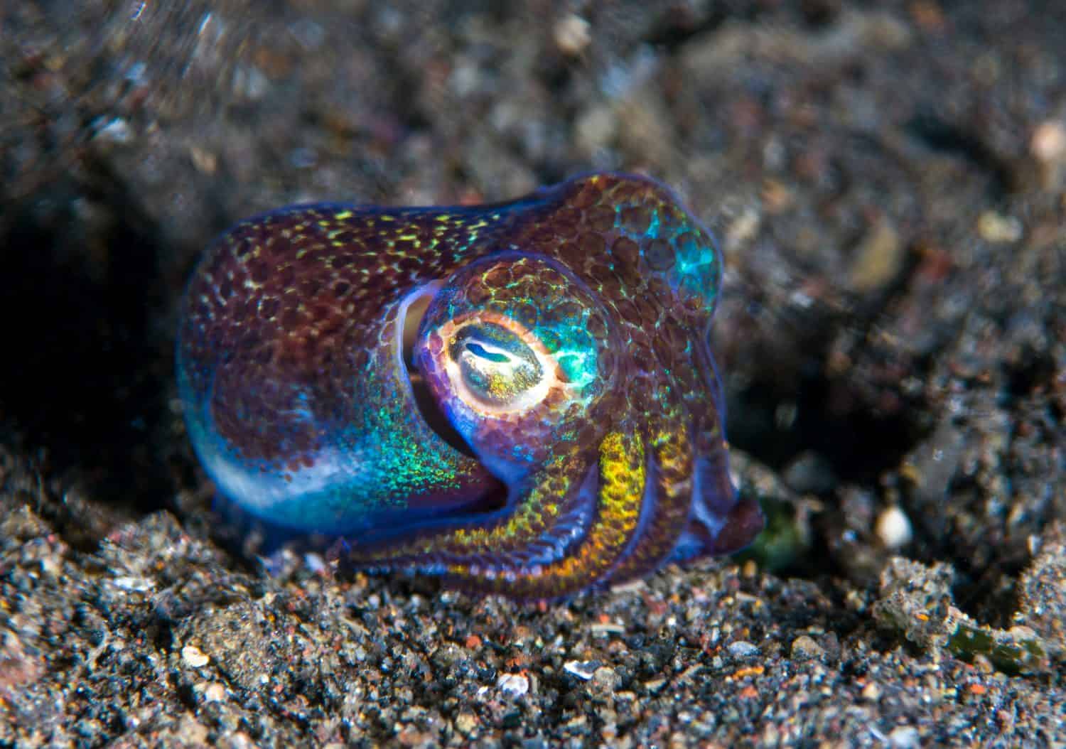 This Tiny Squid Uses Camouflage and Light to Become Practically ...