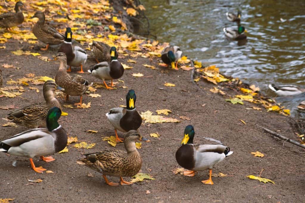 I Used to Feed Ducks Bread — Until I Learned What It Really Does to ...
