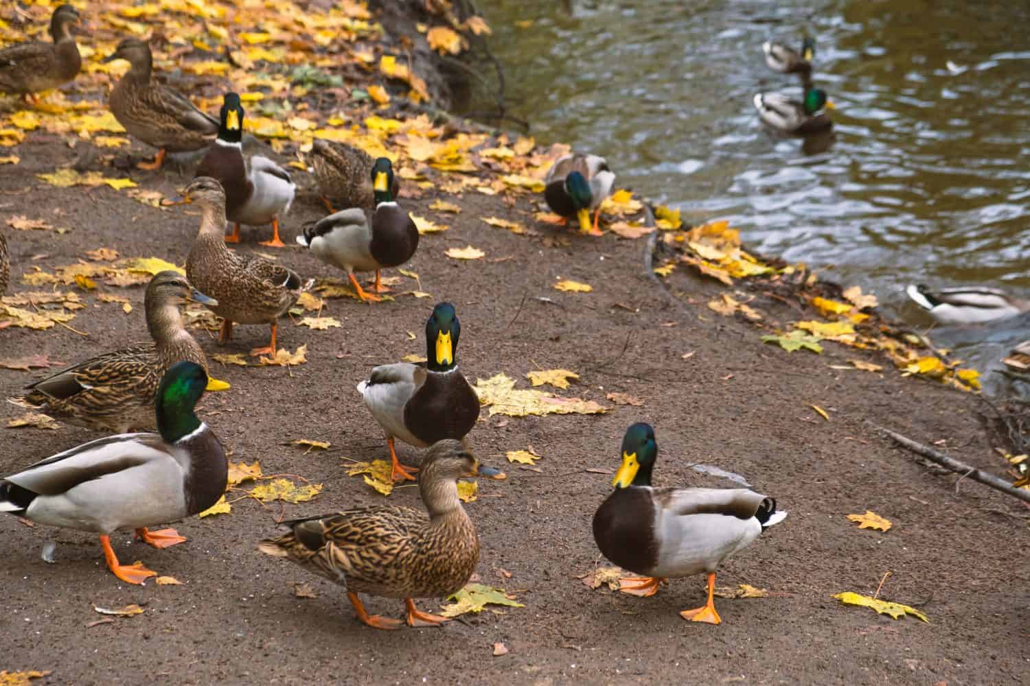 The Evolutionary Maze: How Female Ducks Use "Reverse-Spiral" Anatomy to ...