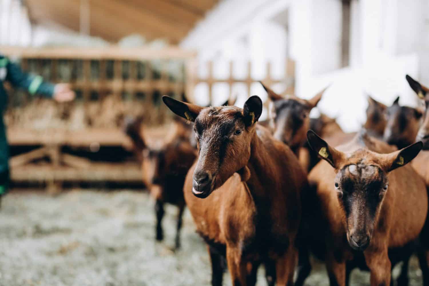 9 Ways to Keep Goats Entertained - A-Z Animals