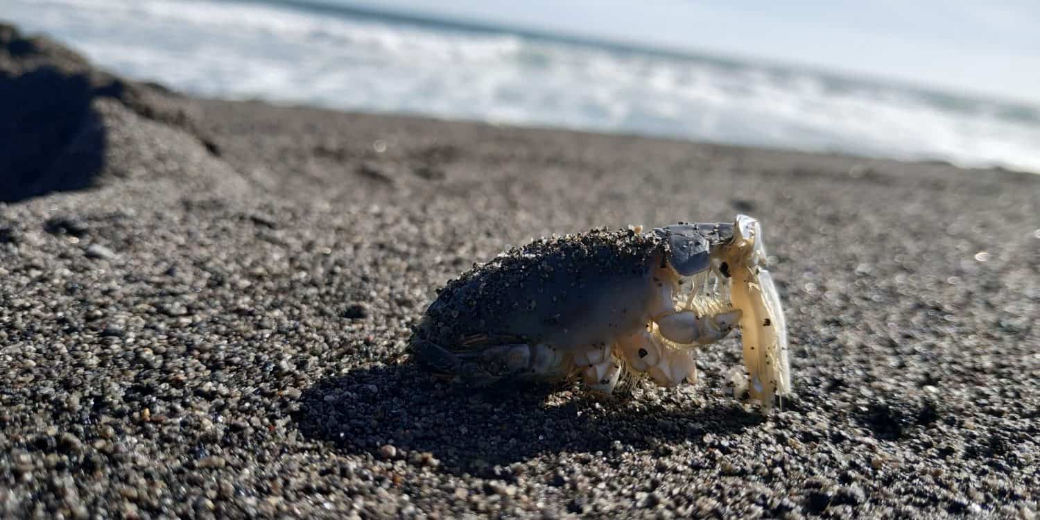 Discover 7 Animals That Eat Plankton - A-Z Animals