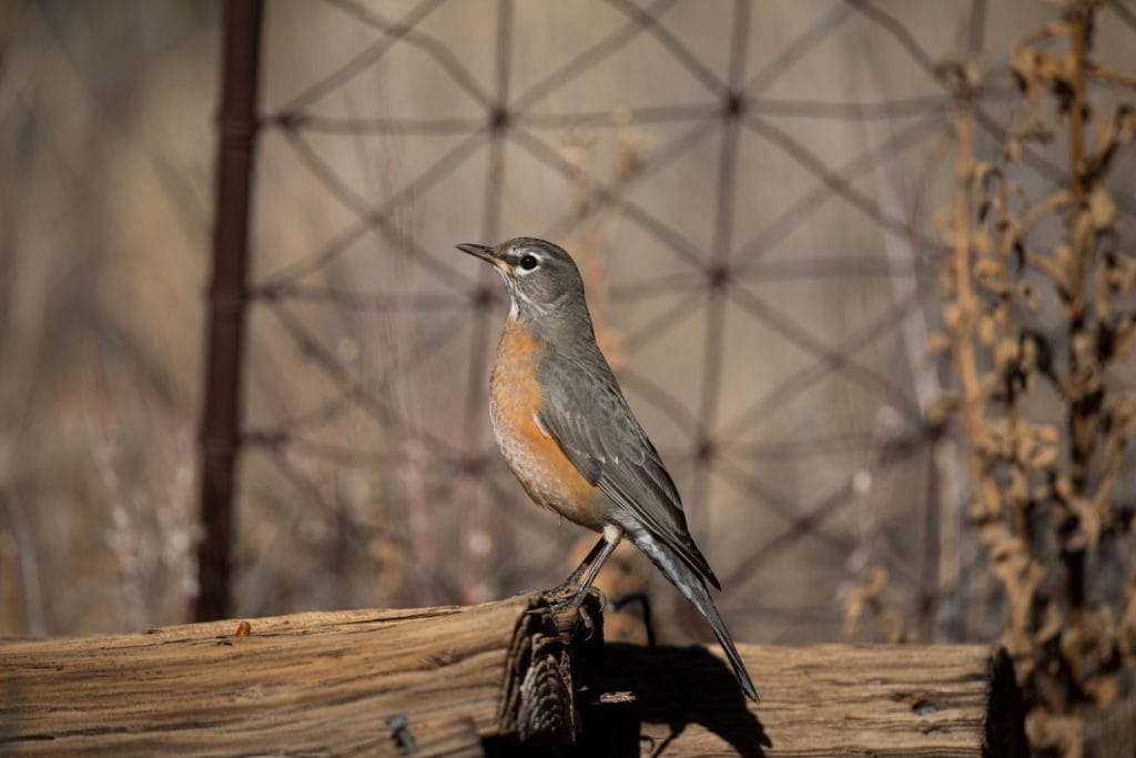 What's the Difference Between a Male vs. Female Robin? How to Tell Them ...