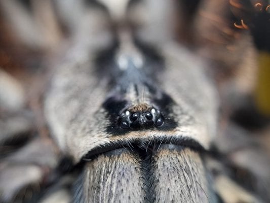 How Many Eyes Does a Tarantula Have? - A-Z Animals