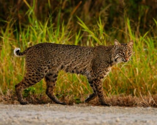 The Most Surprising Animals Living in Each State - A-Z Animals