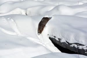 Why River Otters Run and Slide Across Ice and Mud All Year Long - A-Z ...