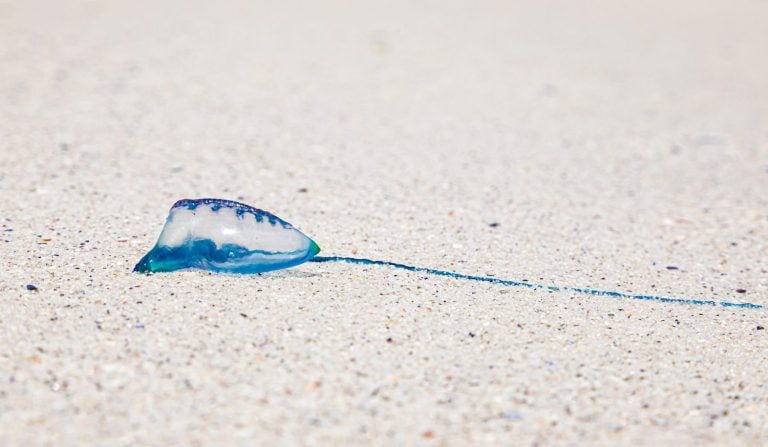 10 Ocean Creatures Bigger Than a School Bus - A-Z Animals