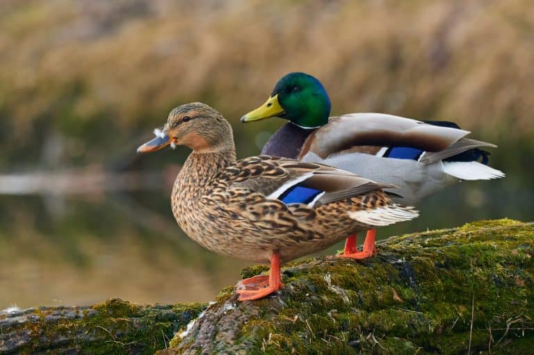 Quack, Quack! A Free Unit Plan on Ducks for Kids - A-Z Animals