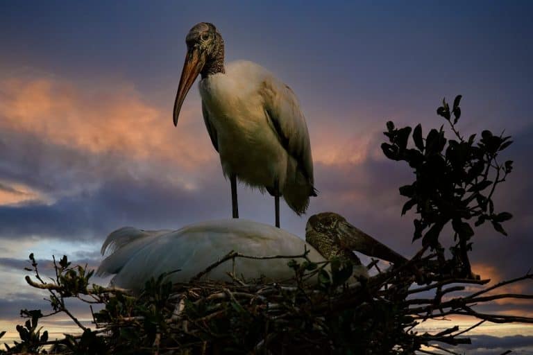 Rare Wood Stork Spotted in Wisconsin Thrills Birdwatchers - A-Z Animals