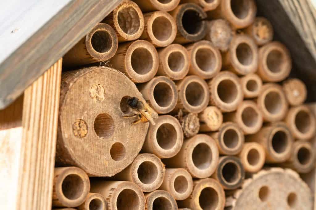 How Bees Divide Work to Keep Their Colonies Alive - A-Z Animals