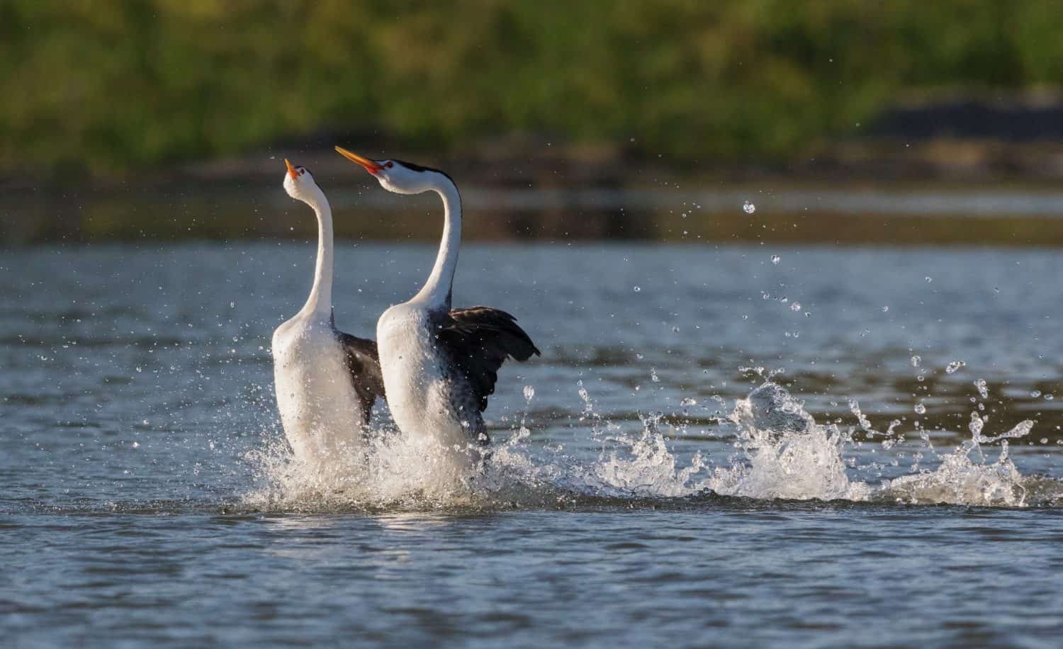 The Most Unusual Waterbird Courtship Ever - A-Z Animals