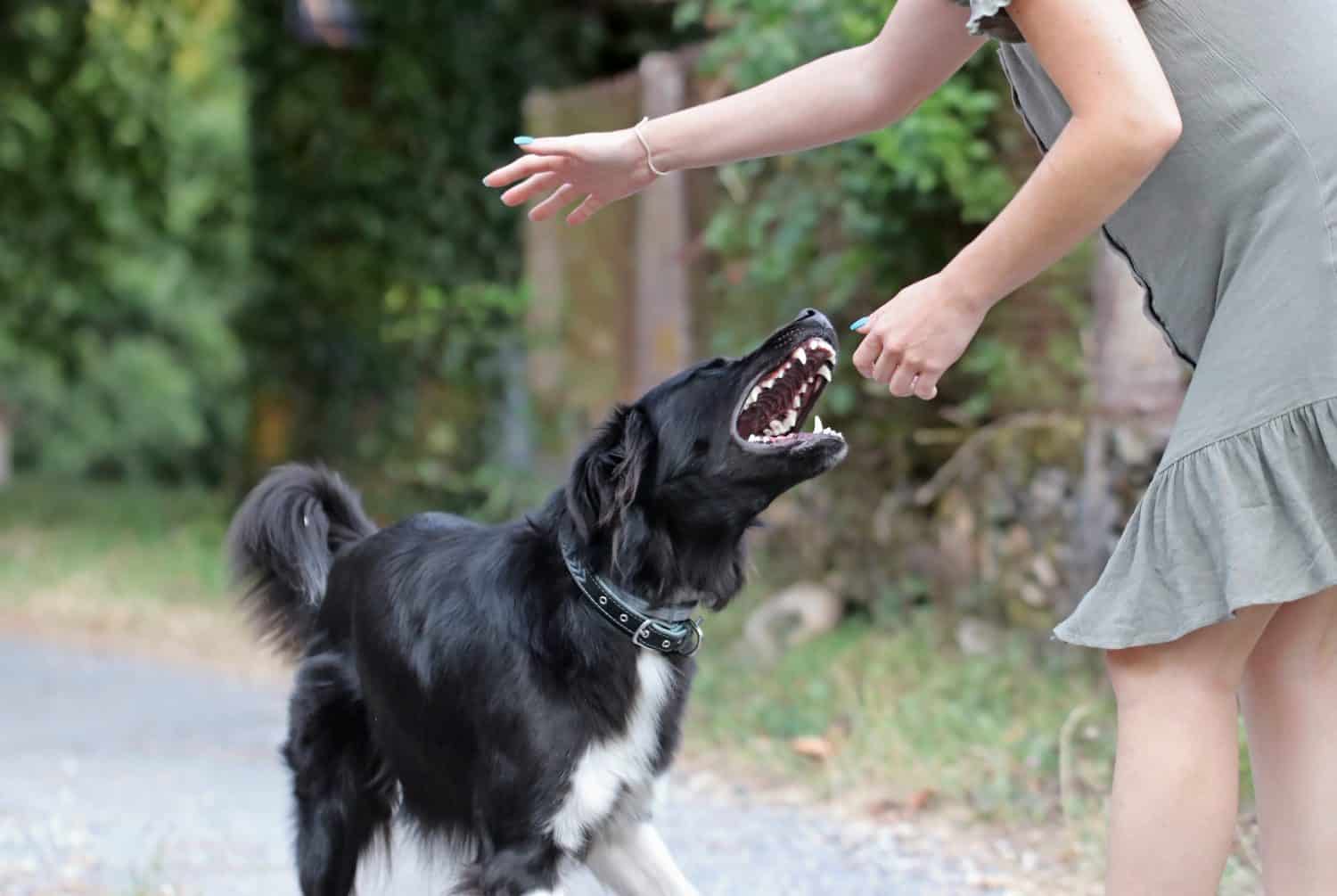 A Dog Bite Safety Guide with Expert Tips on Treatment and Prevention ...