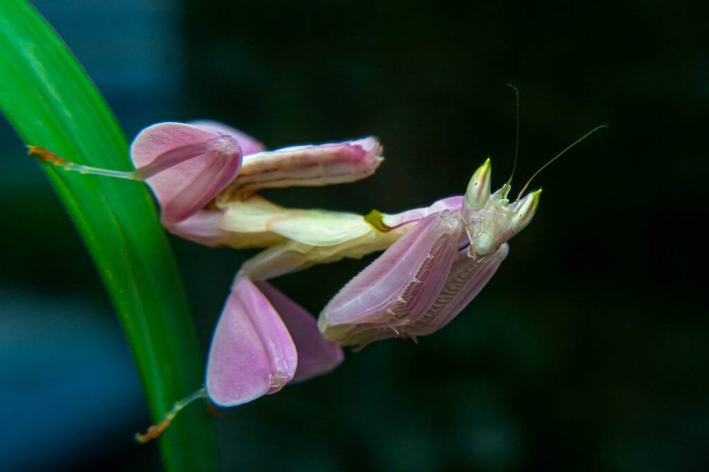 Orchid Mantis Chemical Tricks Help Lure Honeybees to Their Doom - A-Z ...