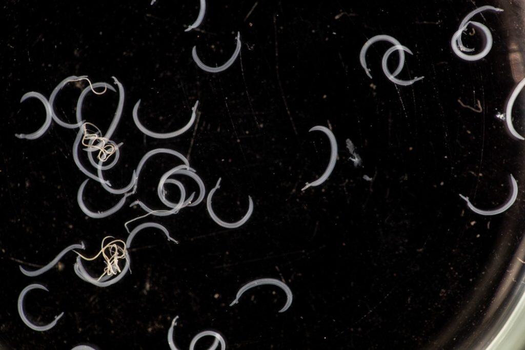 These Terrifying Parasites Feed on Humans - A-Z Animals