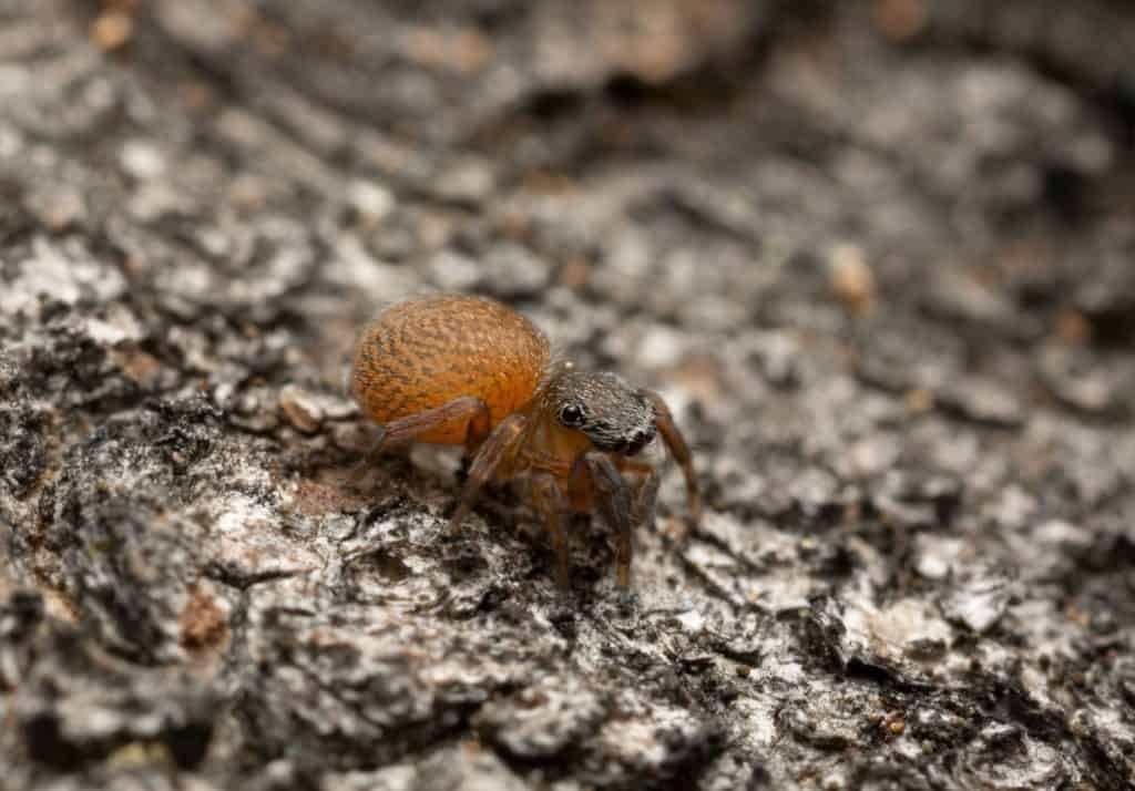 The World's Tiniest Predators Are Small But Mighty - A-Z Animals