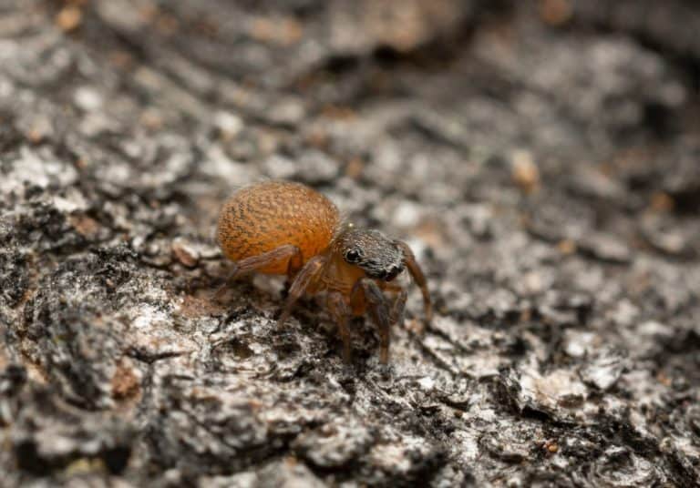 The World's Tiniest Predators Are Small But Mighty - A-Z Animals