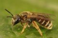 Your A-Z Guide to Bee Species - A-Z Animals