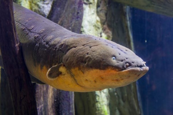 Electric Eel Animal Facts - Electrophorus electricus - A-Z Animals
