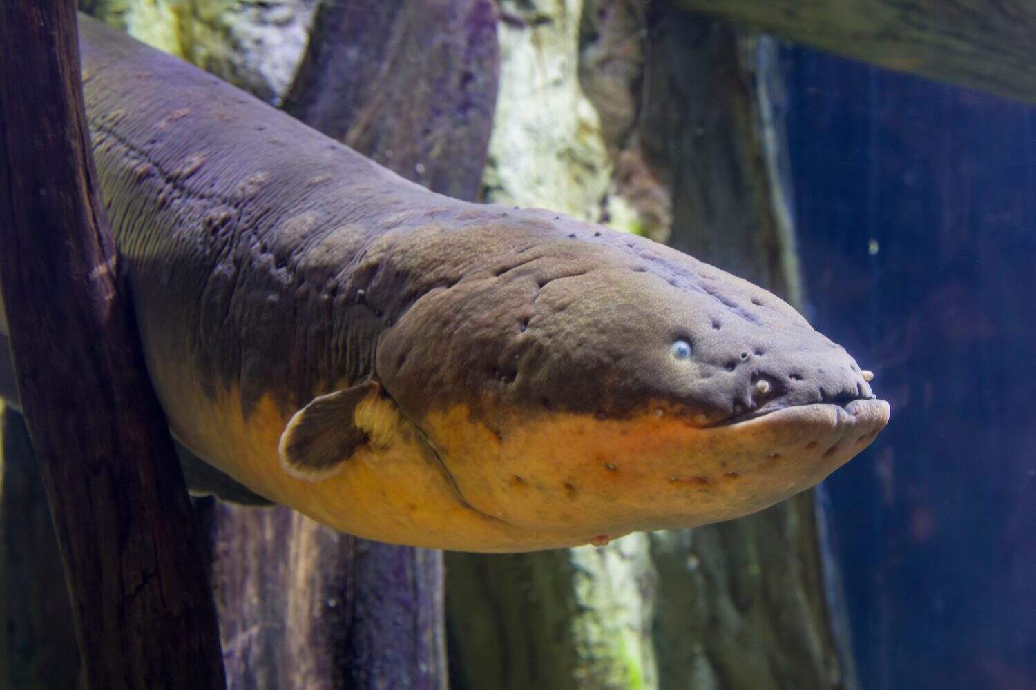 Electric Eel Pictures - AZ Animals