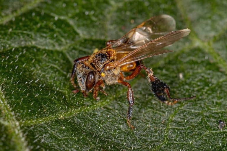 Stingless Bees Outlasted Dinosaurs—But Can Legal Rights Shield Them Now ...