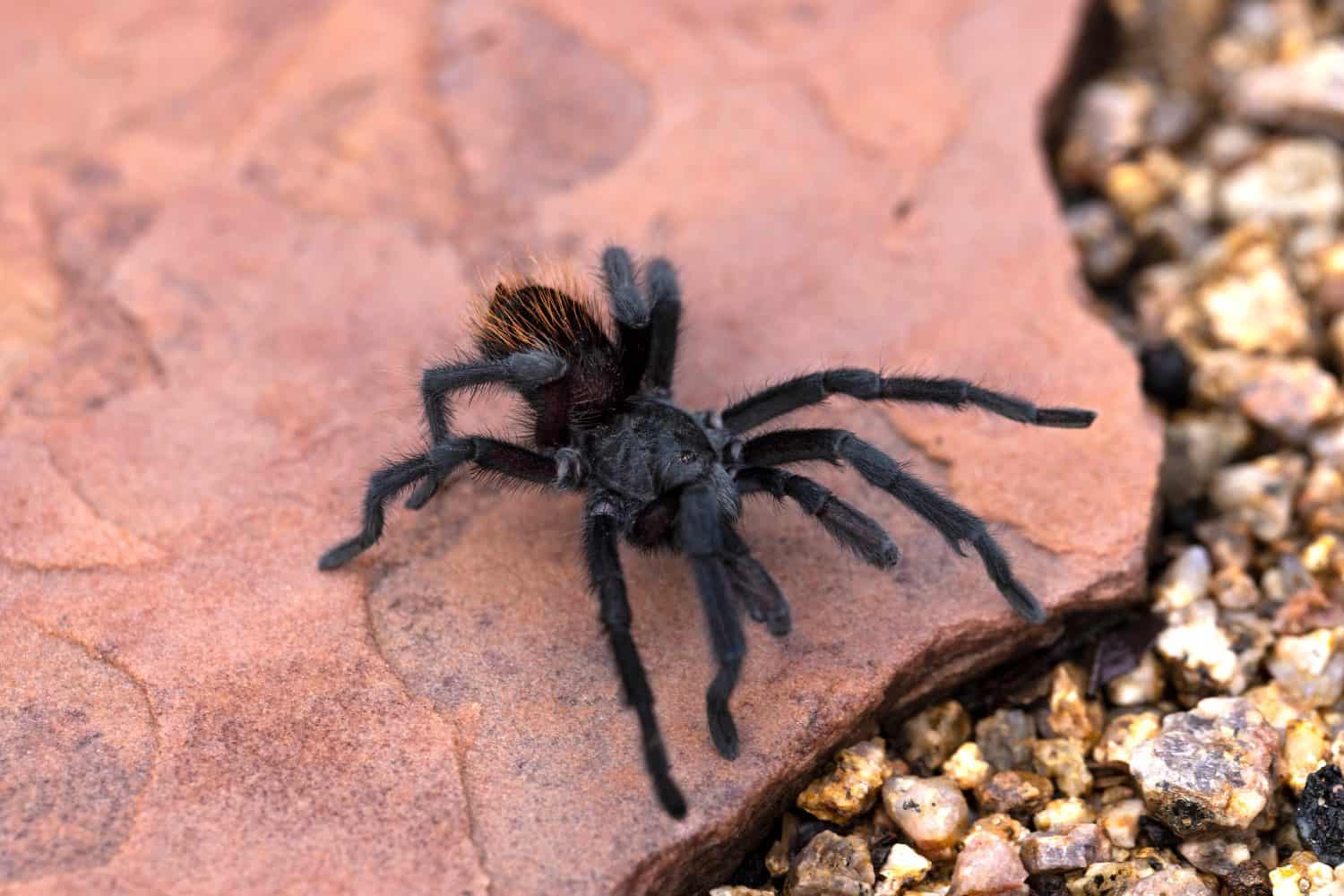 Can a Tarantula Bite Kill You? - A-Z Animals