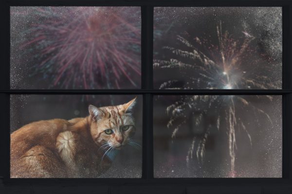 These Are 12 Sounds That Scare Cats the Most - A-Z Animals