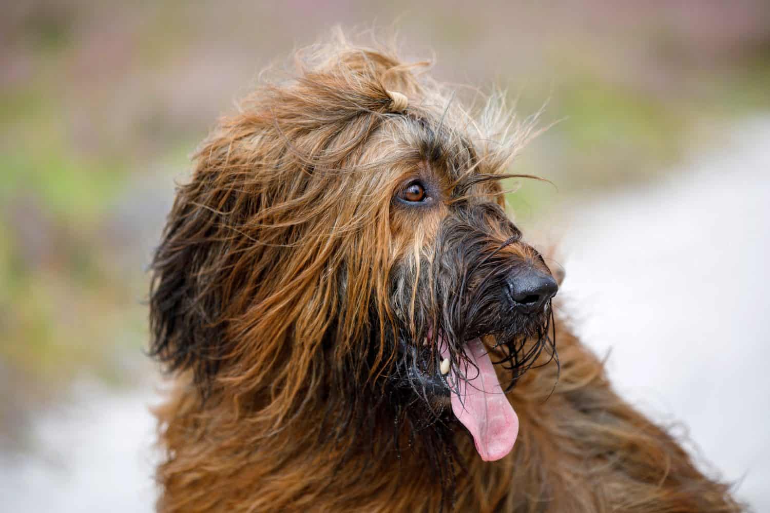 Briard Animal Pictures | A-Z Animals
